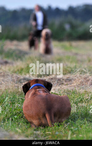 A lurking dog Stock Photo - Alamy