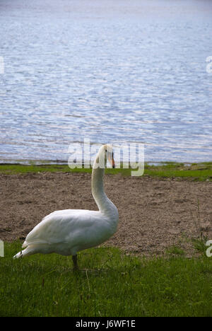 bird rhine swan birds blank european caucasian water level wet ...