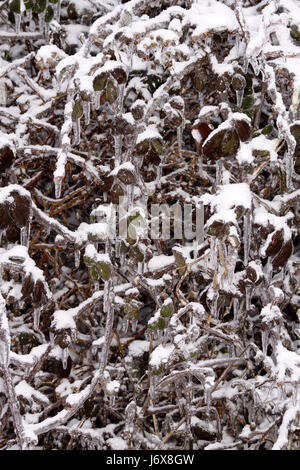 leaves in ice jackets Stock Photo - Alamy