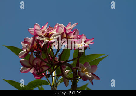 Lal Kath Golap. Botanical name Plumeria Rubra at Dhaka, Bangladesh ...