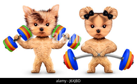 Funny dogs training with barbells and dumbbells Stock Photo - Alamy