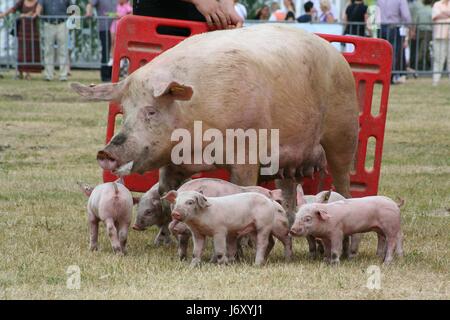 piglet proboscis pigs piggy pig agriculture farming farm bristles lucky ...