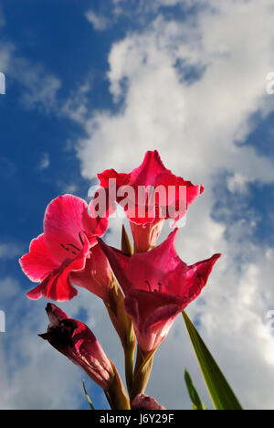 flower plant gladiolus worms eye blue bumblebee cloud summer summerly ...