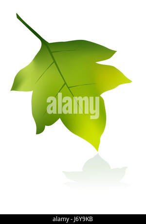 Close up Beautiful green leaf pattern background texture for design ...