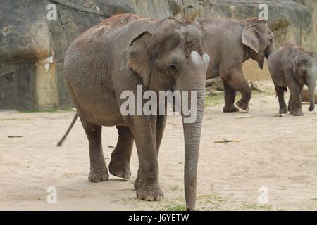 Baby Elephant at the Cologne Zoo - Cologne, Germany Stock Photo - Alamy