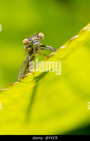 A view of a Large Red Damselfly, Pyrrhosoma nymphula, at rest Stock ...