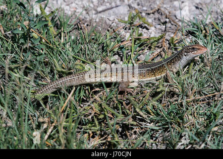 Lucertola africana (Gerrhosaurus flavigularis), Yellow-throated Plated ...
