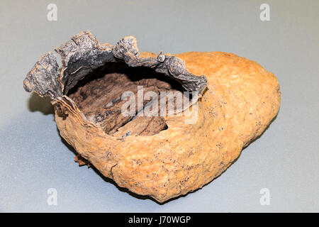 A saguaro "boot," formed when a bird pecks out a hole in a saguaro ...