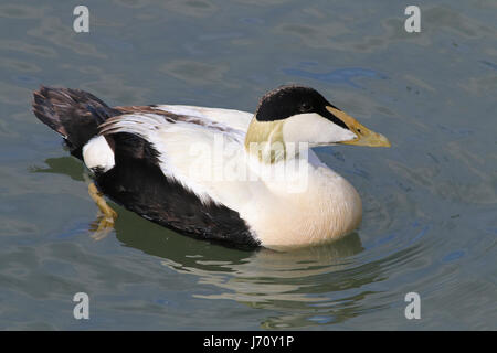 Common Eider drake Stock Photo - Alamy