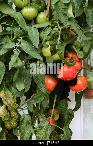 Green Plants Growing In Large Industrial Greenhouse Stock Photo - Alamy