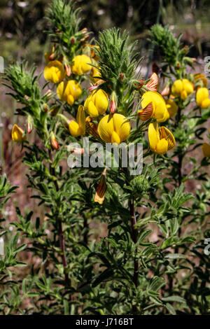 Ononis natrix, the yellow restharrow or shrubby rest-harrow, is a ...