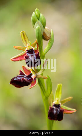 Ophrys kotschyi, Cyprus Bee Orchid. Found at Athalassa Park in Nicosia ...