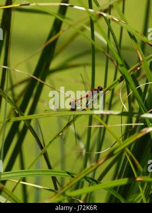 dragonflies couple on bulrush Stock Photo - Alamy