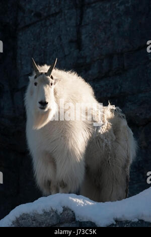 Mountain Goat in zoo. (Oreamnos americanus) in the zoo enclosure ...