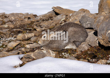 animal skin rabbit hare camouflage arctic rabbits bunny animal arctic ...