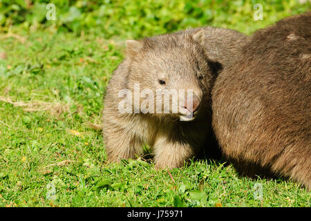 Wild Mother and baby Common Wombat (Vombatus ursinus), New South Wales ...