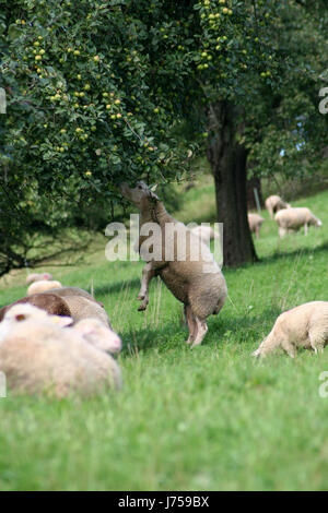 tree hunger summer summerly sheep to gorge engulf devour sheep (pl ...
