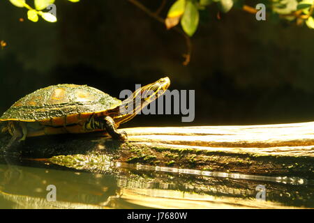 swamp turtles terrapin terrapins turtle tortoise legs macro close-up ...
