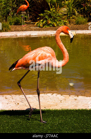 Closeup view of an american flamingo,California Stock Photo - Alamy