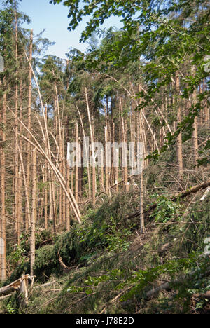 Windfalls and windbreaks in a coniferous forest after a severe storm ...