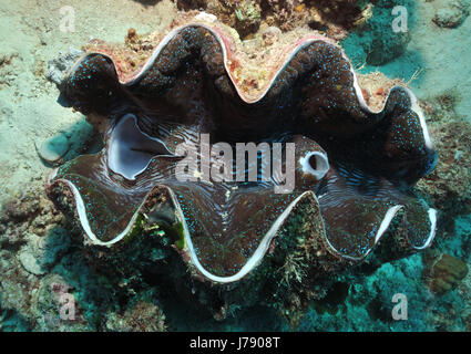 shell, underwater, maldives, dive, salt water, sea, ocean, water Stock ...