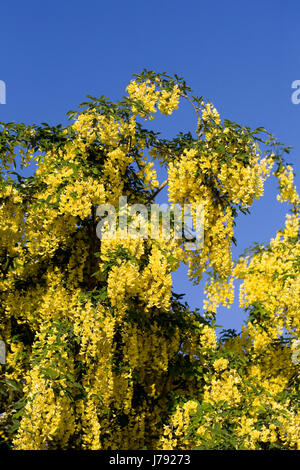Raceme of large golden yellow flowers and emerald green leaves of Cassia fistula, Golden Shower ...