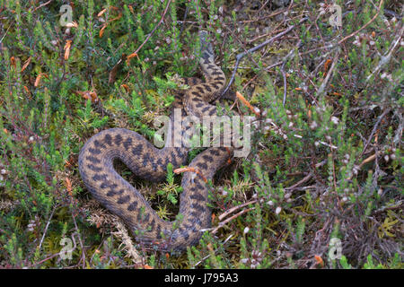 Female European Adder or Viper, Vipera berus, Viperinae, Viperidae ...