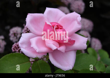 ornamental rose (Rosa 'City of York', Rosa City of York), cultivar City ...