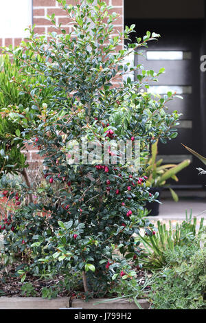 Pink fruits of lilly pilly syzygium luehmannii or riberry hanging ...