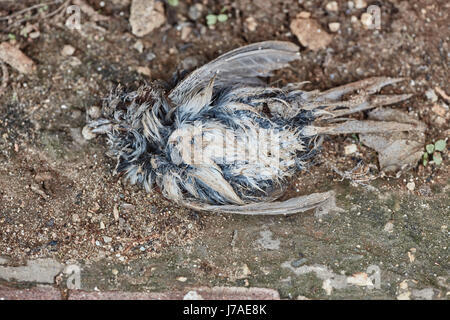 Skull on the Asphalt Street Stock Photo - Alamy