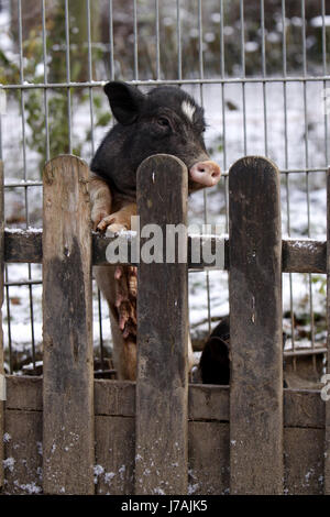 mini pigs behind a fence Stock Photo - Alamy