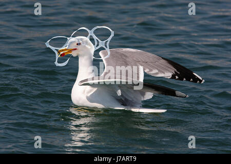 Seagull eating plastic garbage. Portugal Stock Photo: 142223817 - Alamy