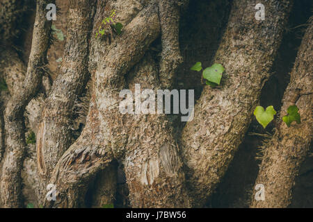 a trunk of a gnarly tree showing character Stock Photo - Alamy