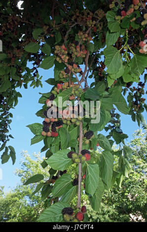 Fruits of a fruit tree, black mulberry in the process of ripening ...