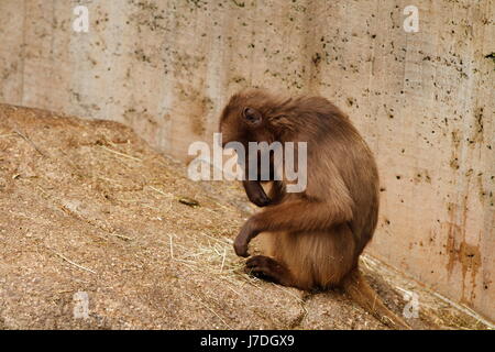 japanmakake in close Stock Photo - Alamy