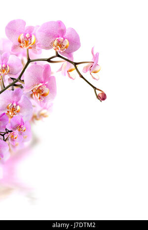 Beautiful frame made with purple flowers Stock Photo - Alamy