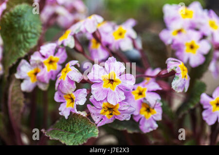 Primula margotae 'Garryarde Guinevere' Stock Photo - Alamy
