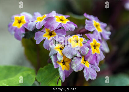 Primula margotae 'Garryarde Guinevere' Stock Photo - Alamy