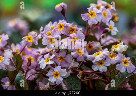 Primula margotae 'Garryarde Guinevere' Stock Photo - Alamy