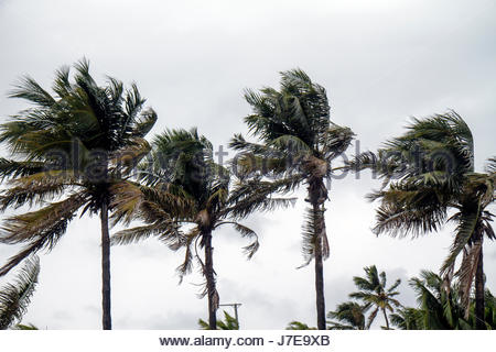 Palm trees blowing in Hurricane Winds Antigua West Indies Stock Photo ...