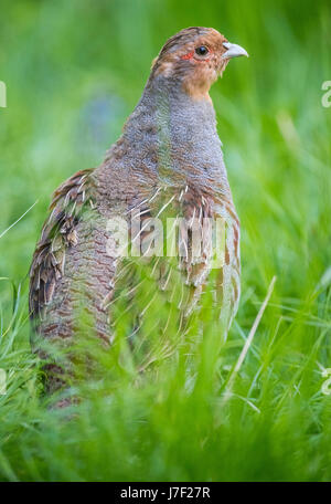 A partridge seen in its enclosure in the Bavarian Forest National Park ...