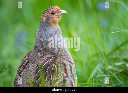 A partridge seen in its enclosure in the Bavarian Forest National Park ...