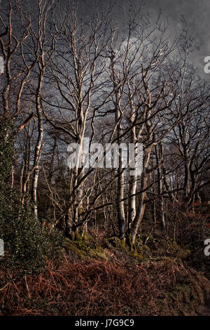 Enchanted woodland scene in muted colours, Mutters Moor above Sidmouth ...