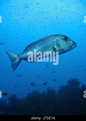 Common sea bream pagrus fish isolated Stock Photo: 80806346 - Alamy
