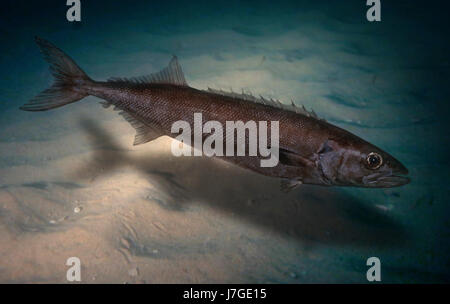 Ruvettus pretiosus Stock Photo: 140498178 - Alamy