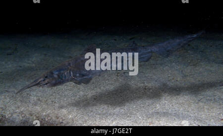 Goblin Shark (Mitsukurina owstoni Stock Photo - Alamy