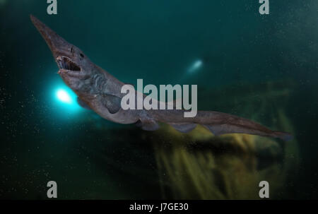 Goblin Shark (Mitsukurina owstoni Stock Photo - Alamy