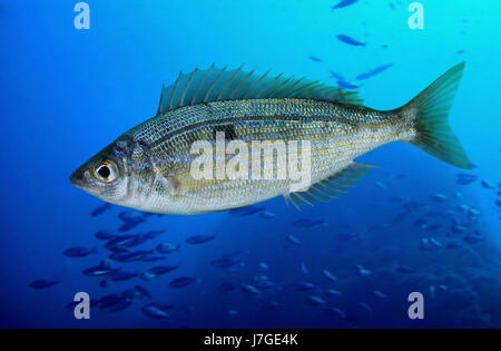 Blotched picarel or Picarel (Spicara maena Stock Photo - Alamy