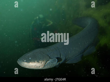 Electric eel, Electrophorus electricus (Gymnotus electricus) and Stock ...