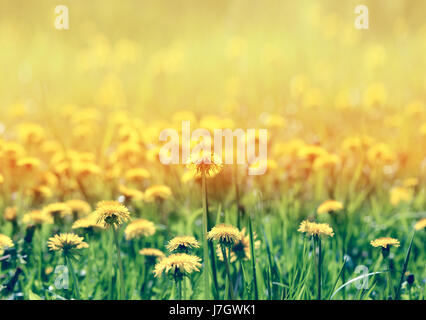 Photo of a miracle retro spring background with dandelions Stock Photo ...